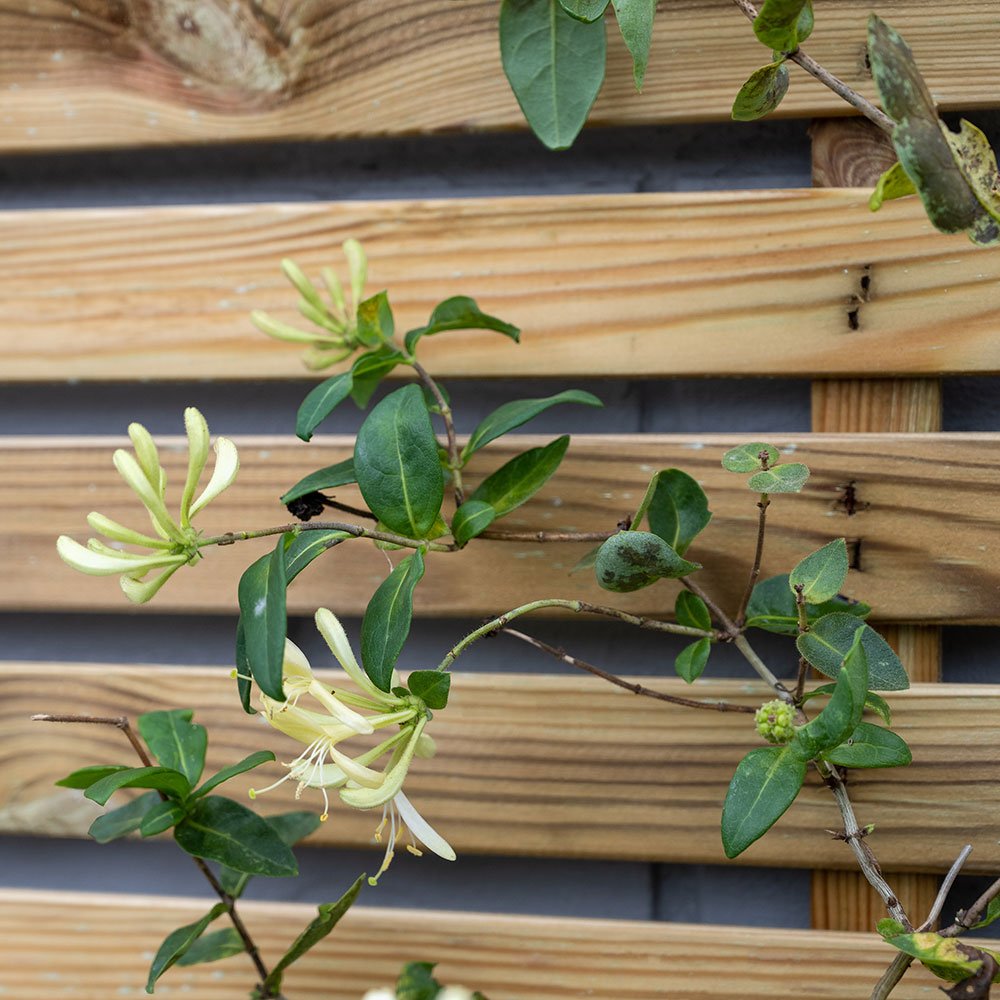 Forest Slatted Trellis 180x90cm - elbec garden buildings